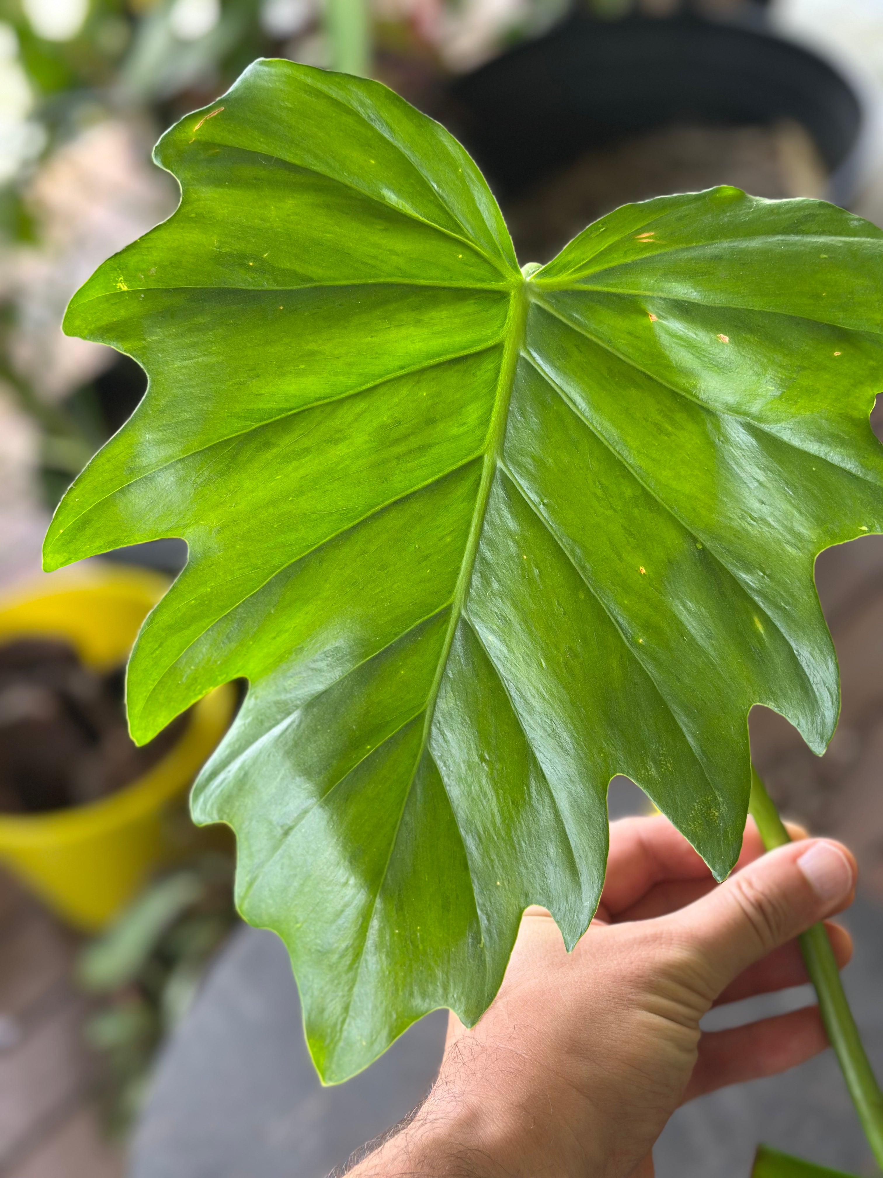 Philodendron Lacerum — Rooted Cuttings – Steelbradnolia